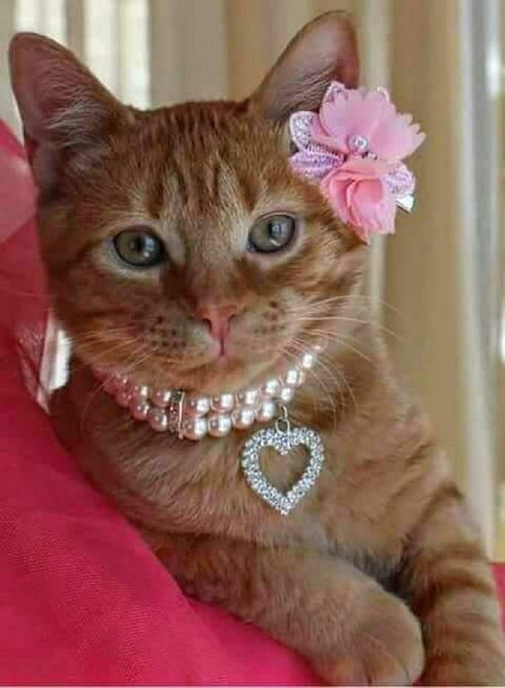 BEST Pet Bling 2023 • Fabulous Looks Curated by SequinQueen