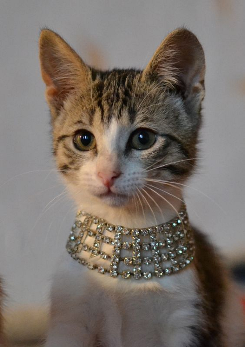 BEST Pet Bling 2023 • Fabulous Looks Curated by SequinQueen